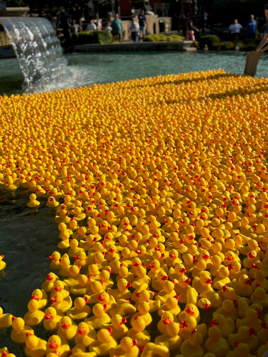 Adopt Ducks To Win a JEEP WRANGLER! – Rubber Duck Regatta and Jeep Festival
